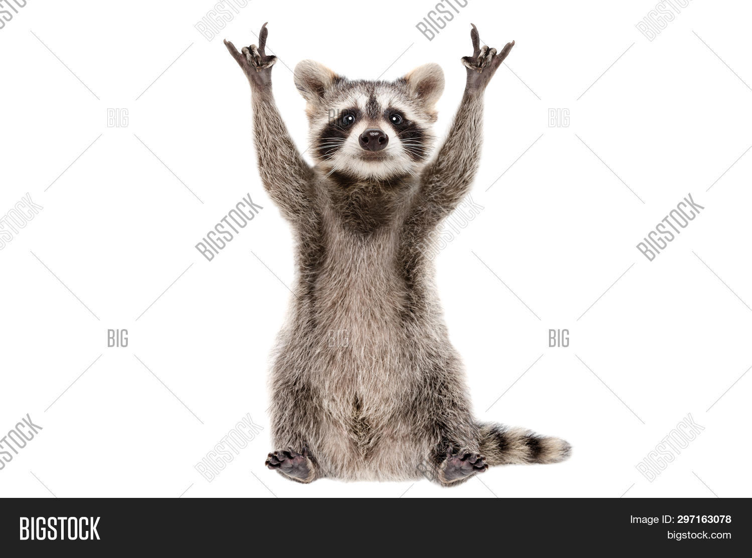 Funny Raccoon Showing Image & Photo (Free Trial) | Bigstock