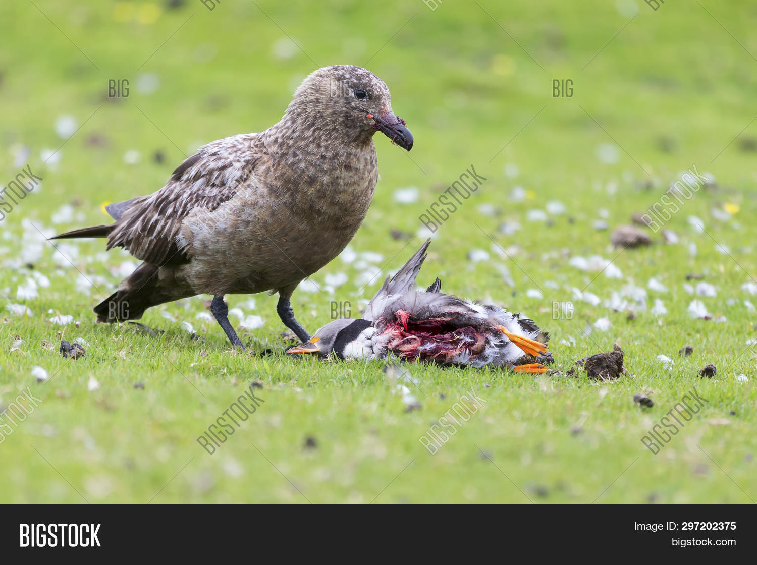 Great Skua Standing On Image & Photo (Free Trial) | Bigstock
