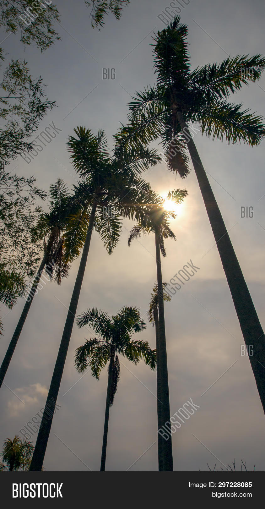 Group Palm Trees Image & Photo (Free Trial) | Bigstock