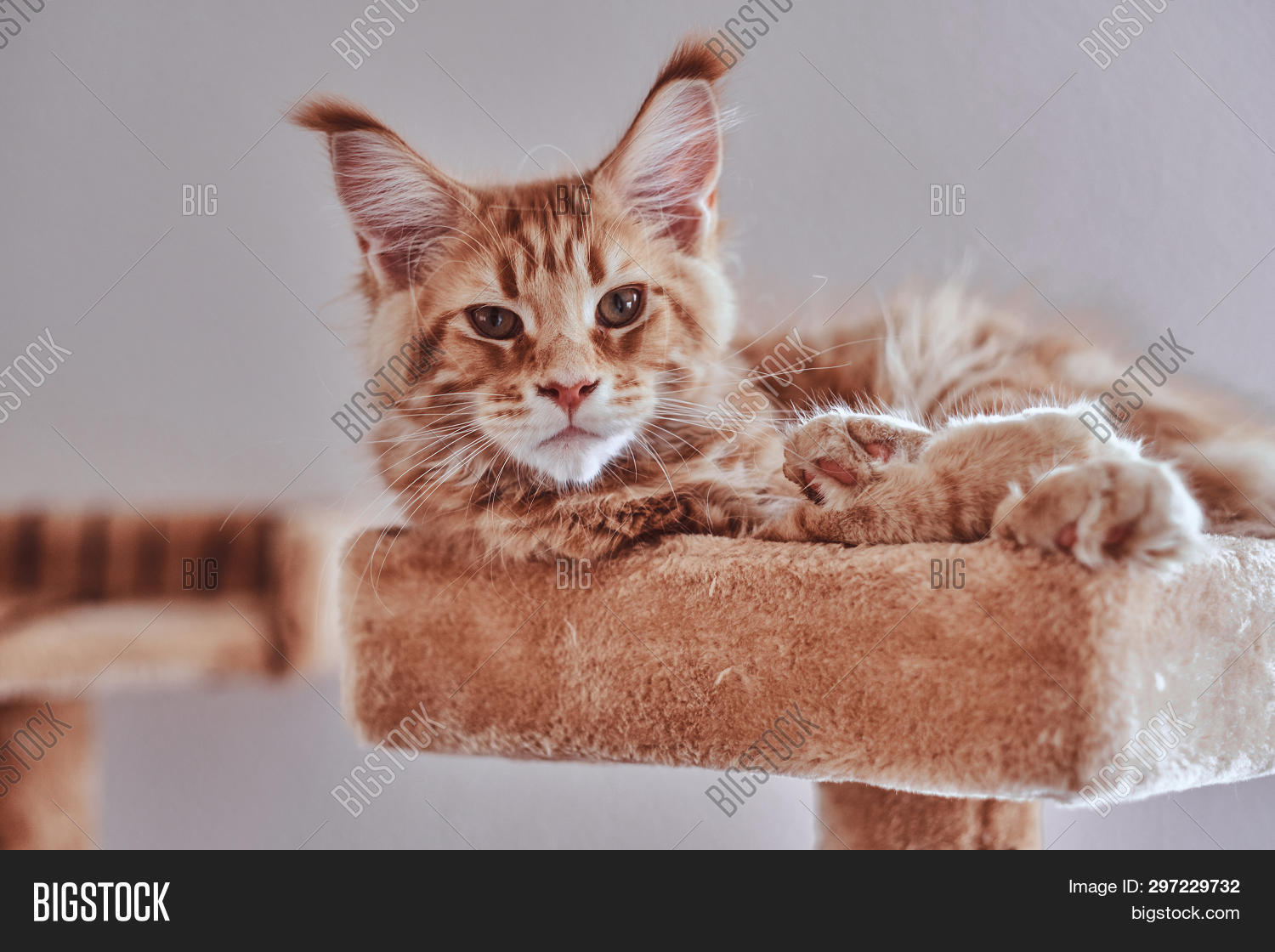 Cute Ginger Maine Coon Image & Photo (Free Trial) | Bigstock