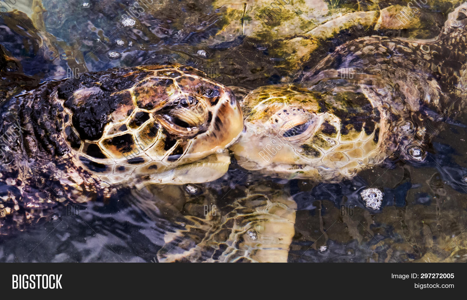 Close- Photo Cute Image & Photo (Free Trial) | Bigstock