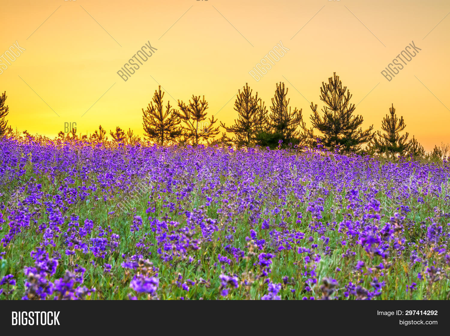 Beautiful Spring Image & Photo (Free Trial) | Bigstock