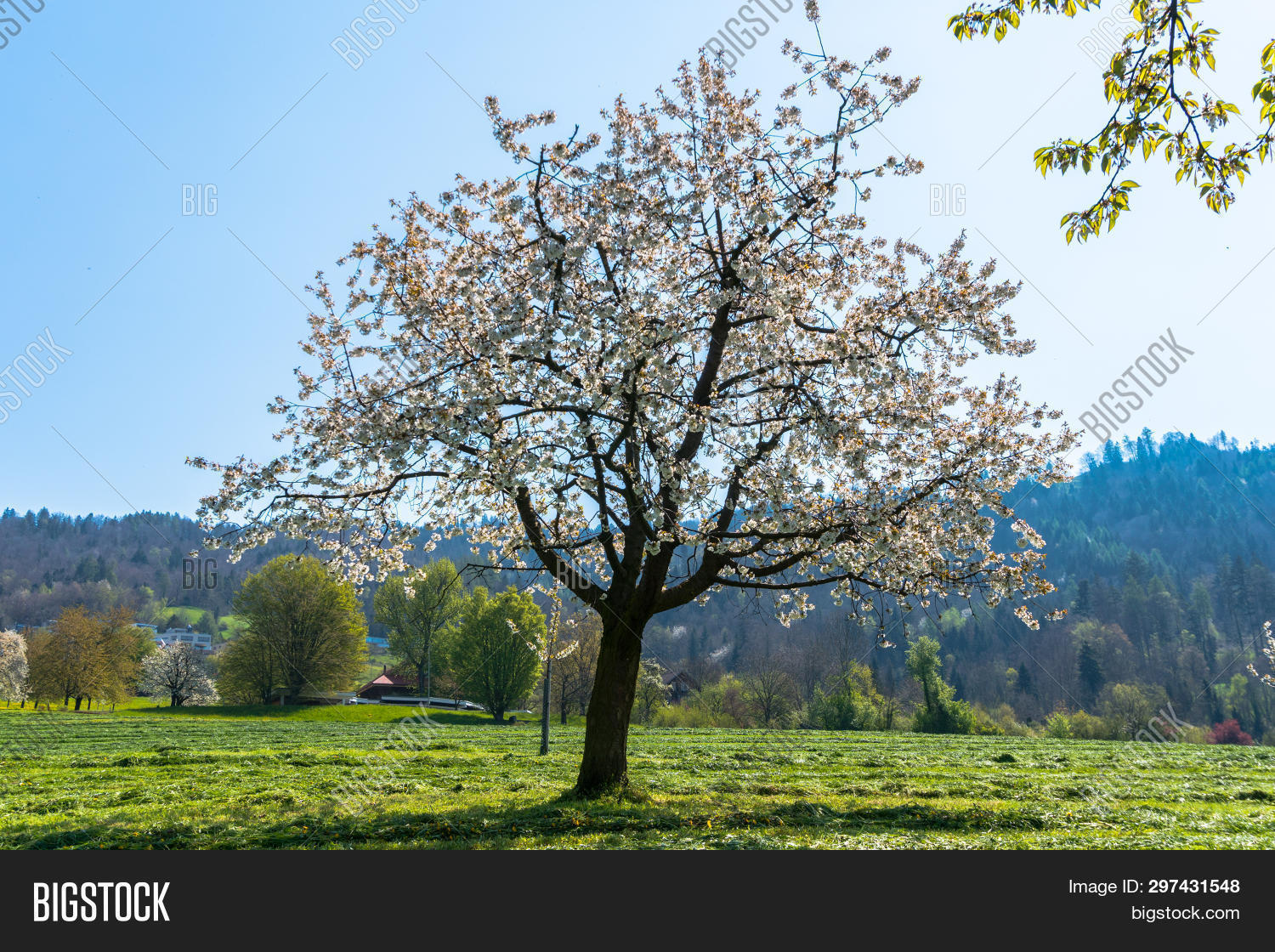 Beautiful Spring Image & Photo (Free Trial) | Bigstock