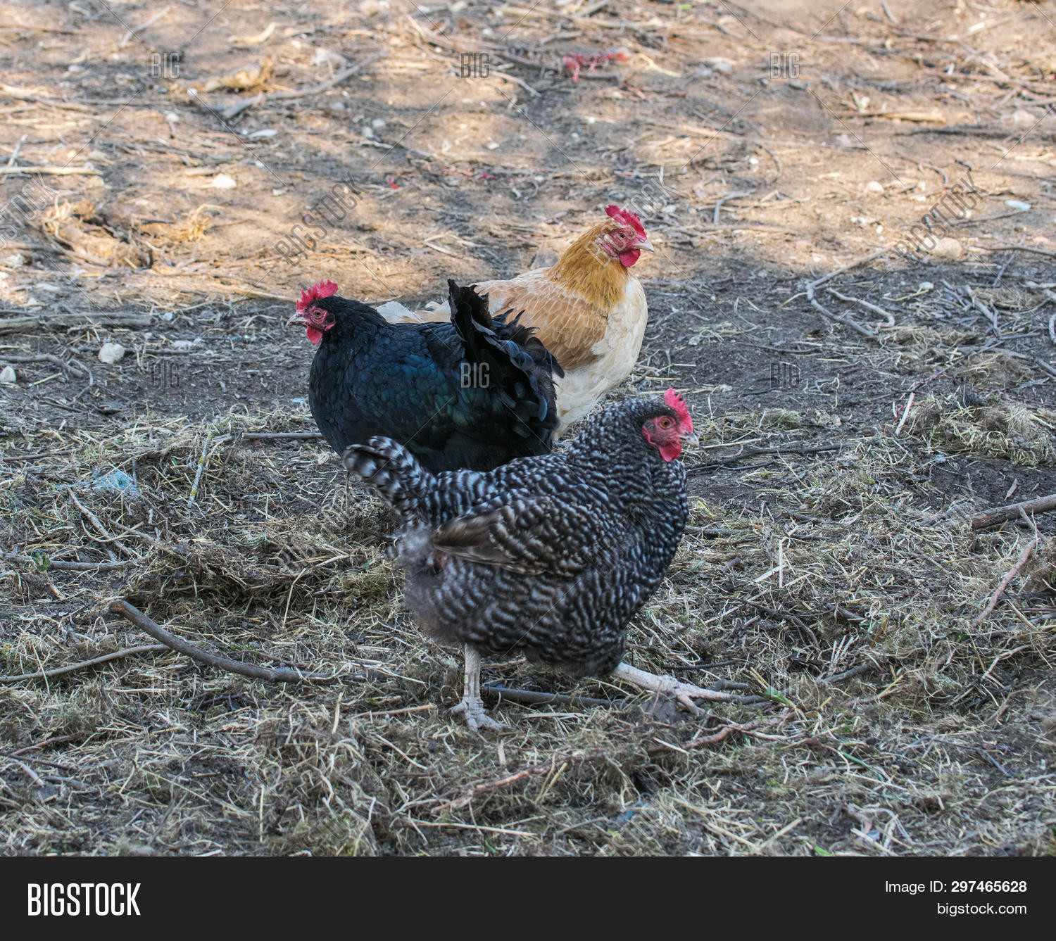 Beautiful Grey Hens On Image & Photo (Free Trial) | Bigstock