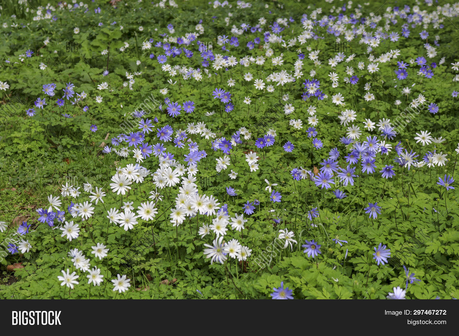 Glade White Blue Image & Photo (Free Trial) | Bigstock