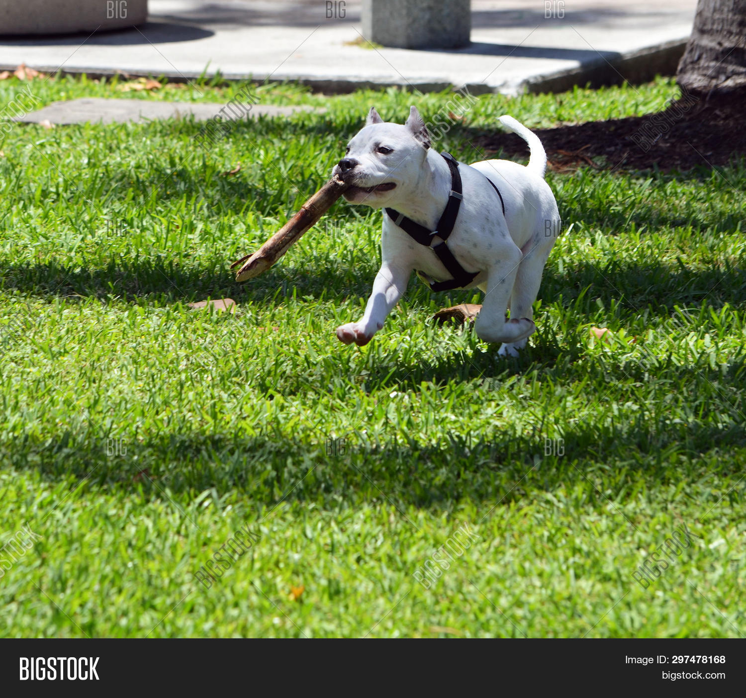 Playful Pit Bull Pup Image & Photo (Free Trial) | Bigstock