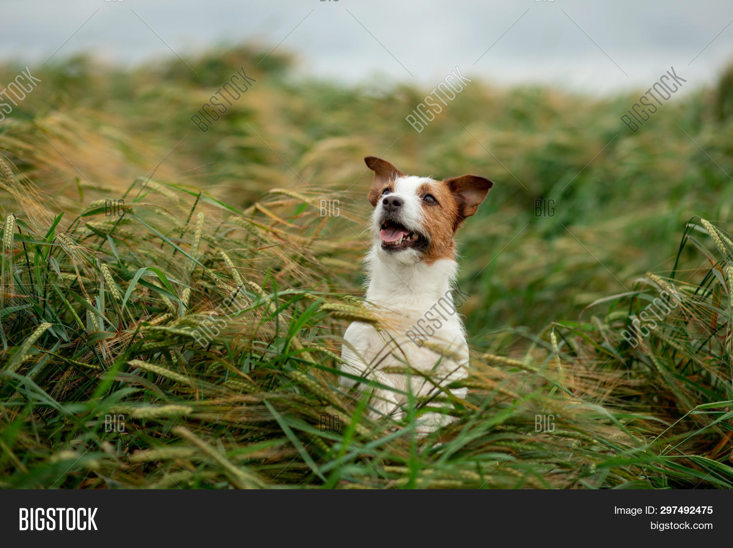 Happy Jack Russell Image & Photo (Free Trial) | Bigstock