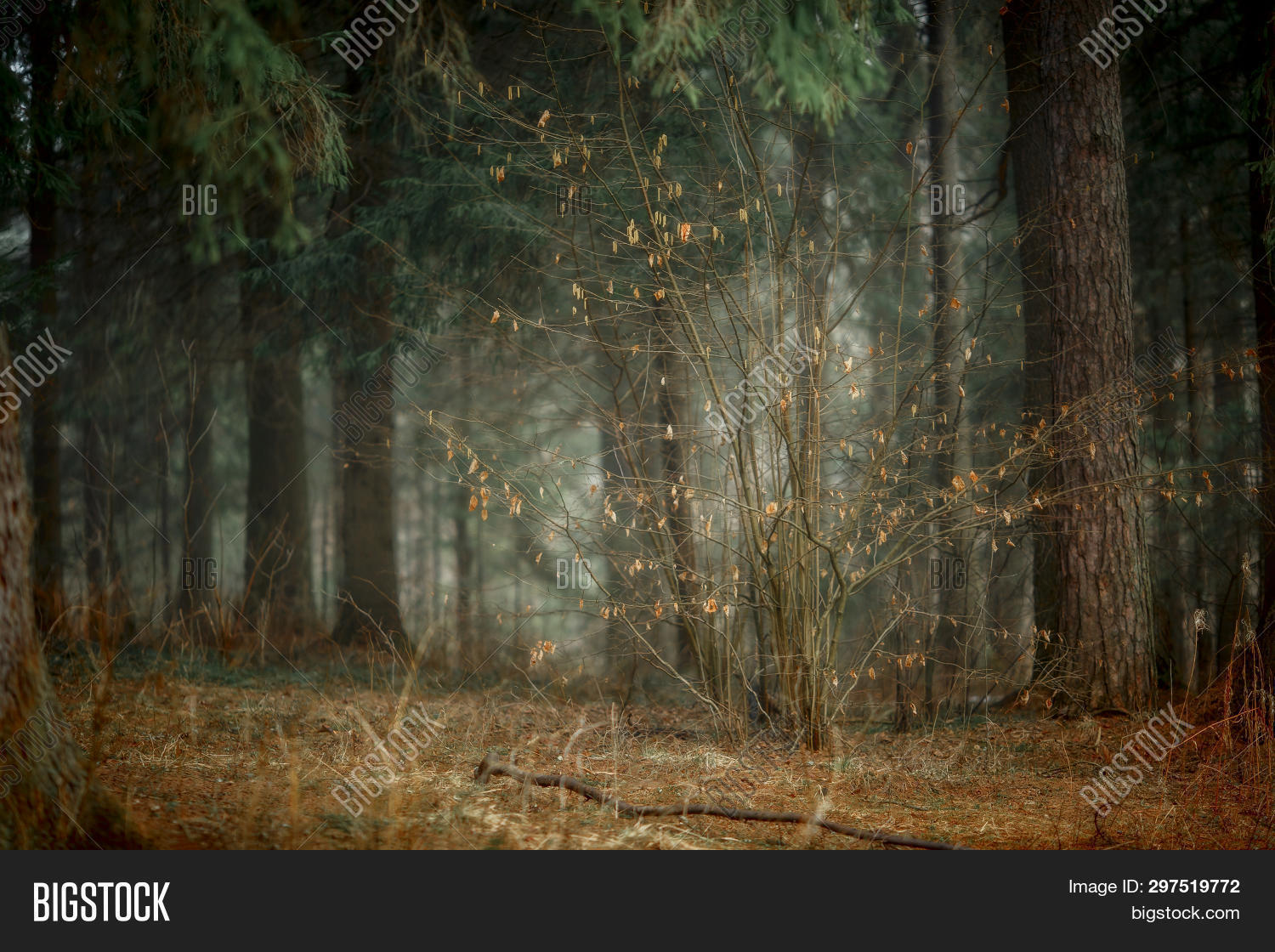 Misty Landscape Forest Image & Photo (Free Trial) | Bigstock