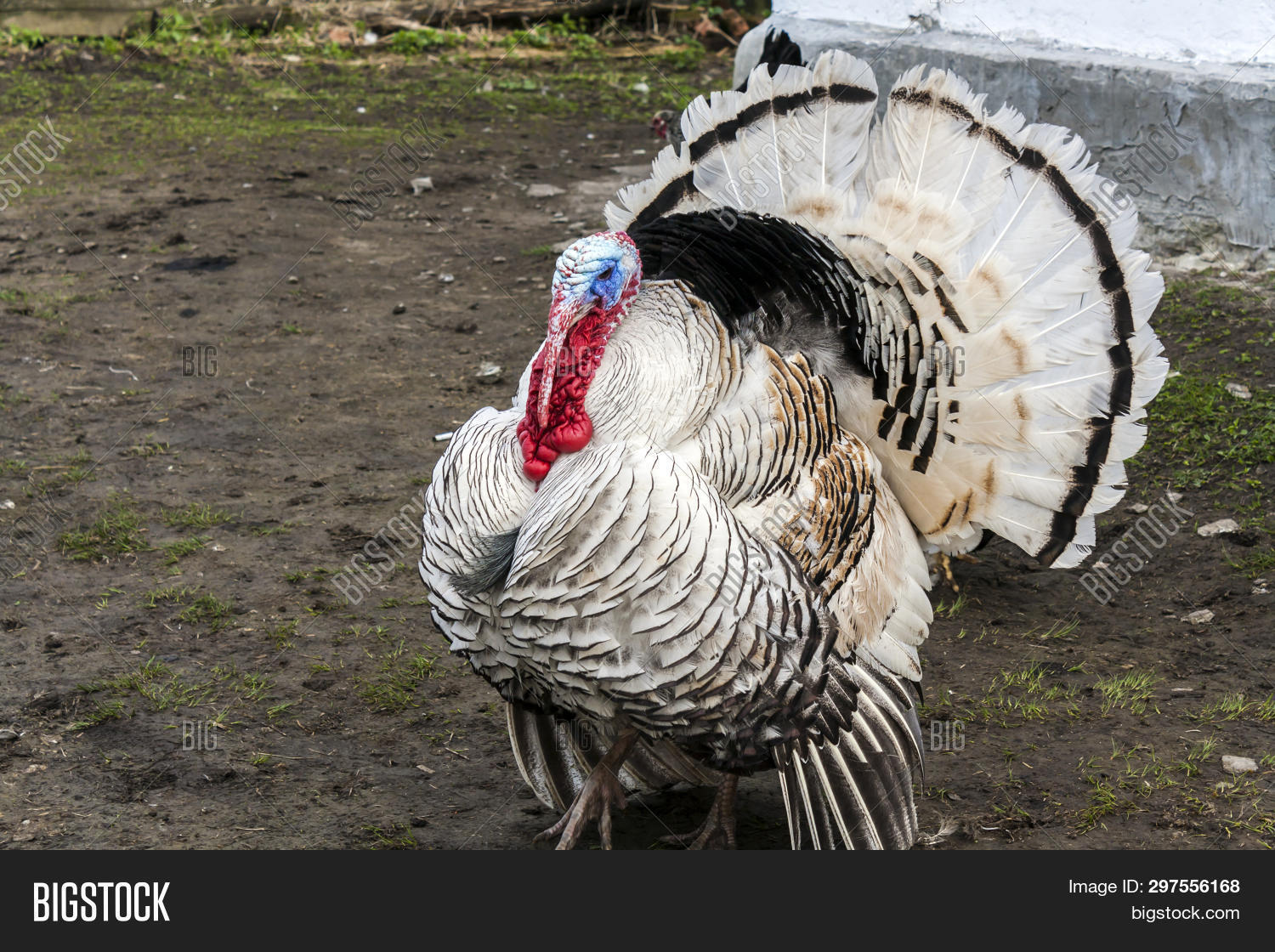 Important Pompous Image & Photo (Free Trial) | Bigstock