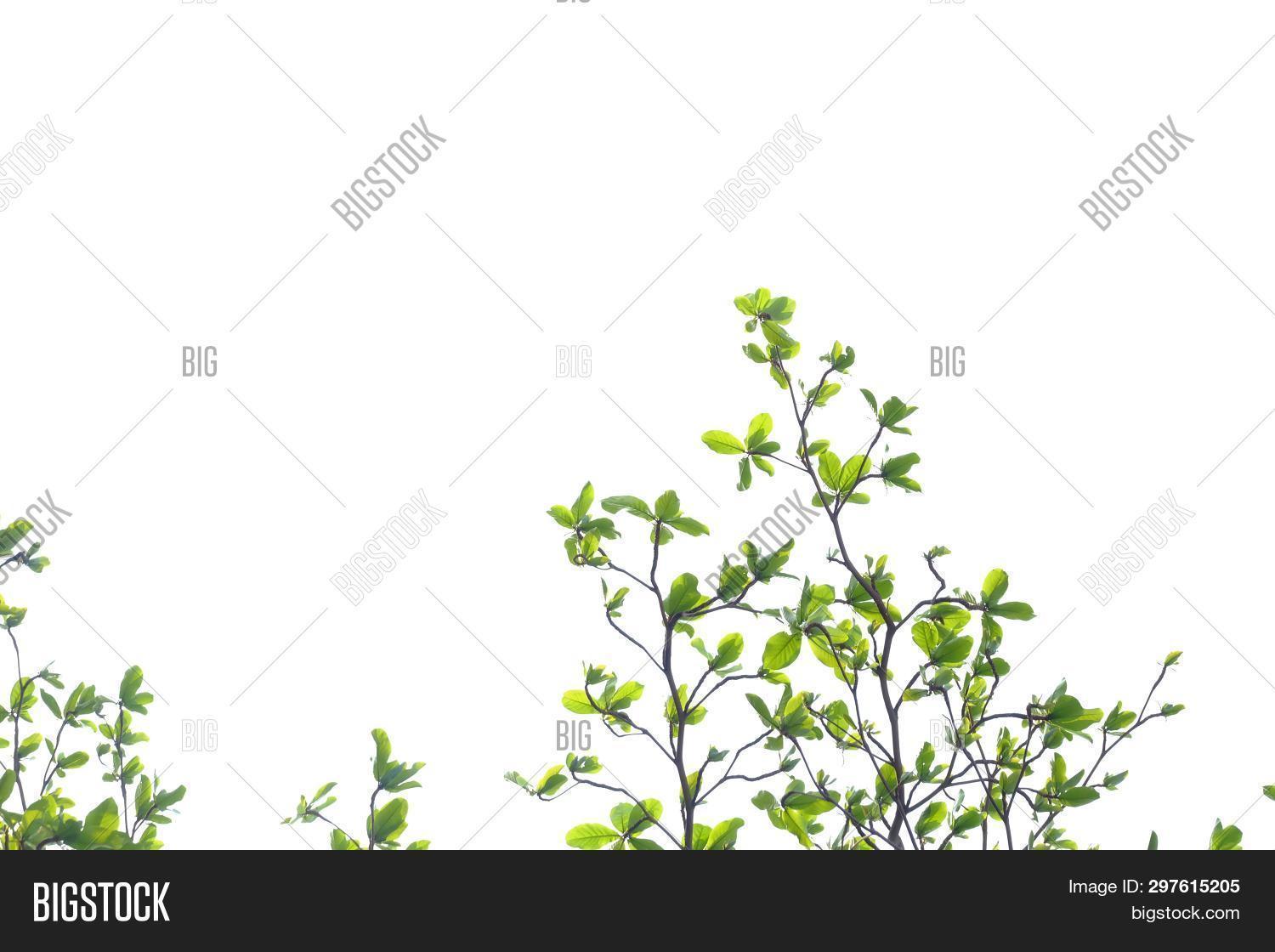 Top View Young Indian Image & Photo (Free Trial) | Bigstock