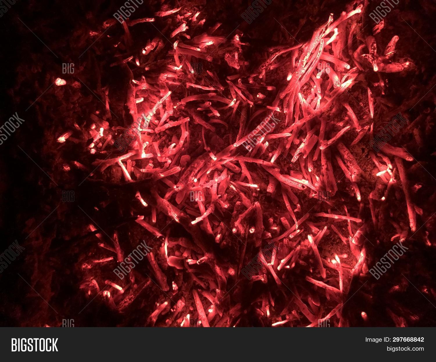 Burning Coal Tree Image & Photo (Free Trial) | Bigstock
