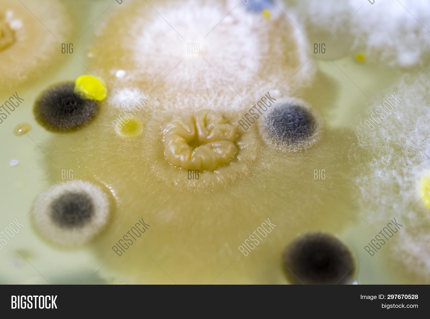 Macro Photo Mold Image & Photo (Free Trial) | Bigstock