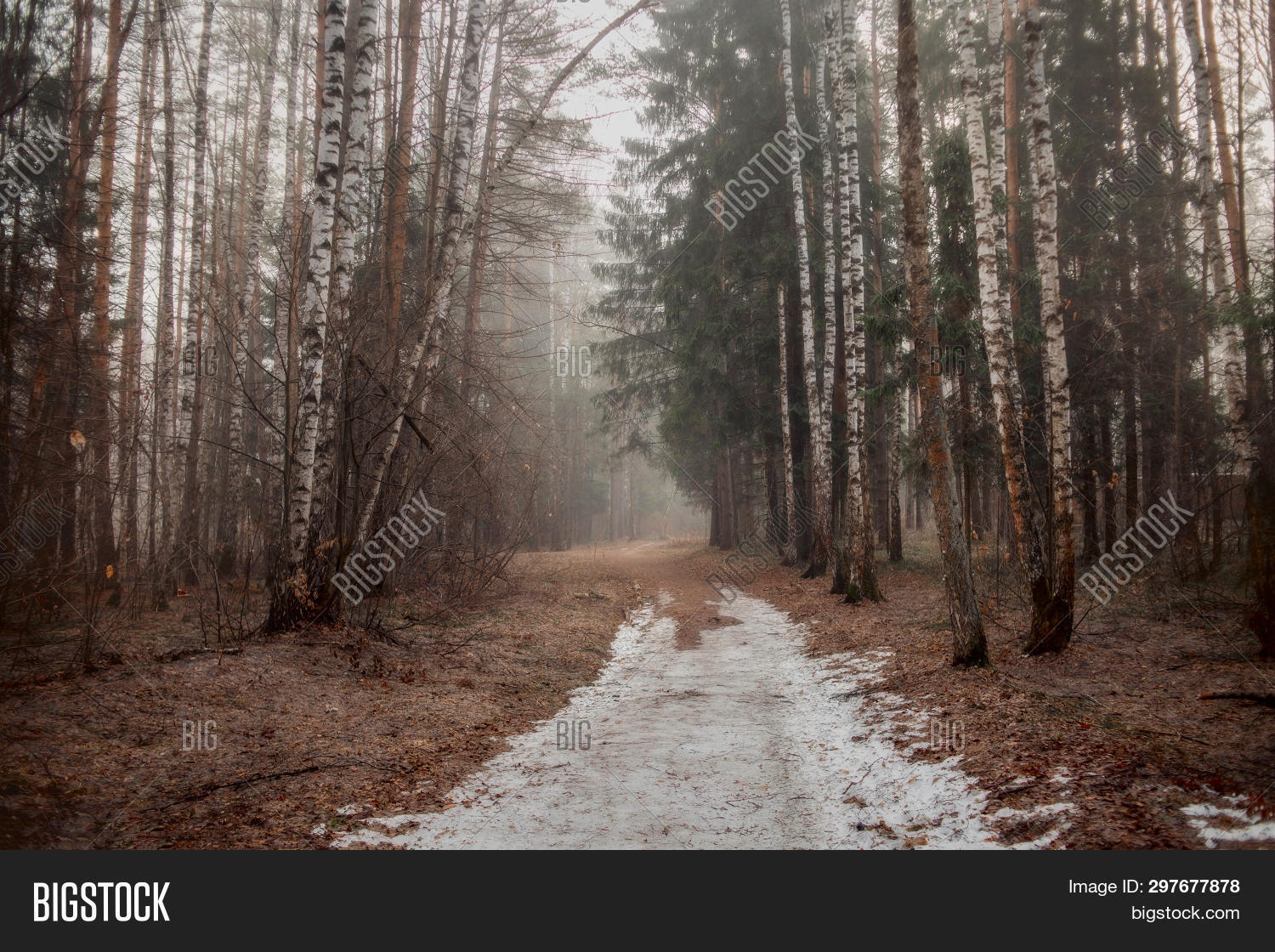 Misty Landscape Forest Image & Photo (Free Trial) | Bigstock