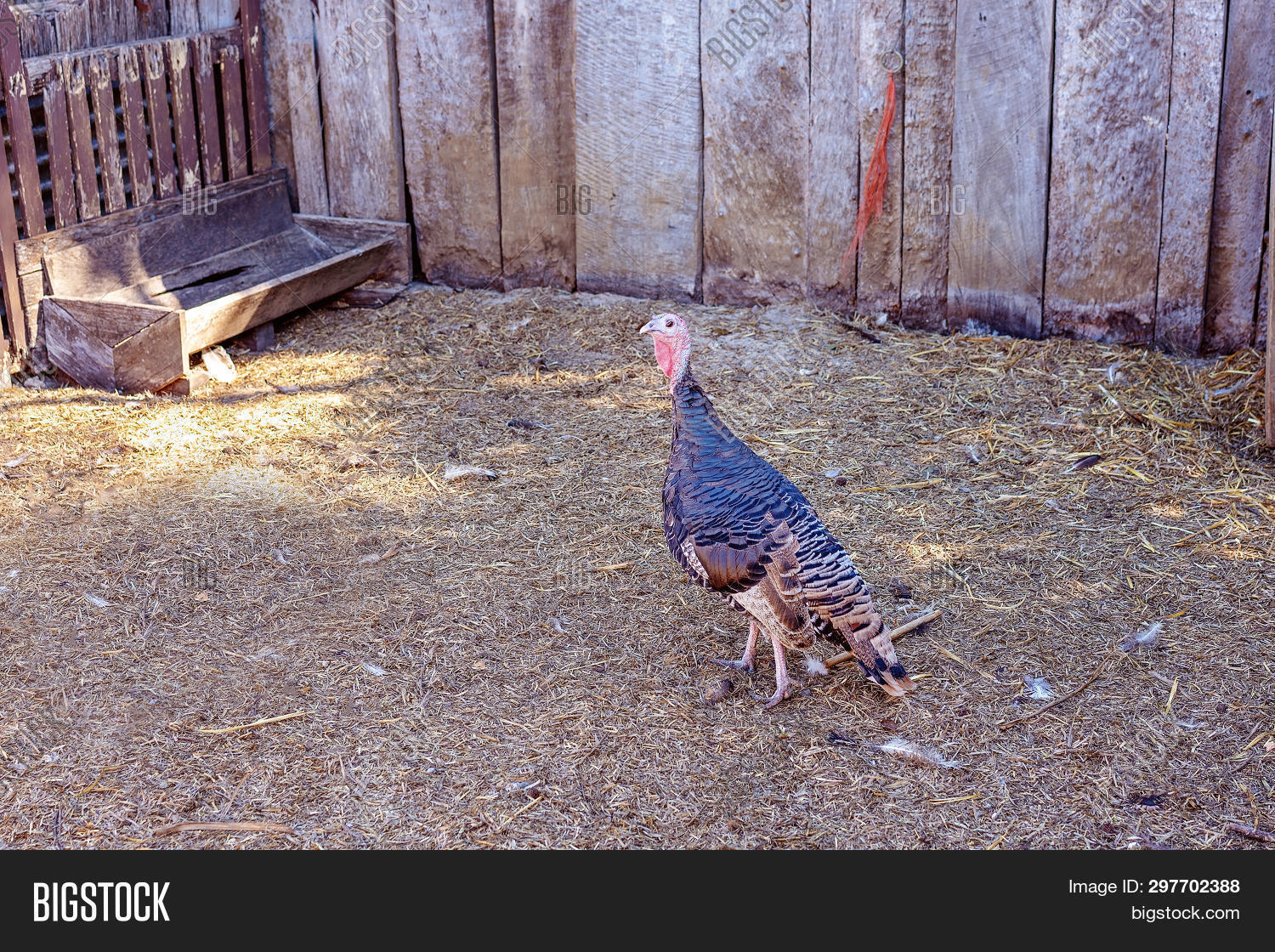 Turkey On Barnyard Image & Photo (Free Trial) | Bigstock