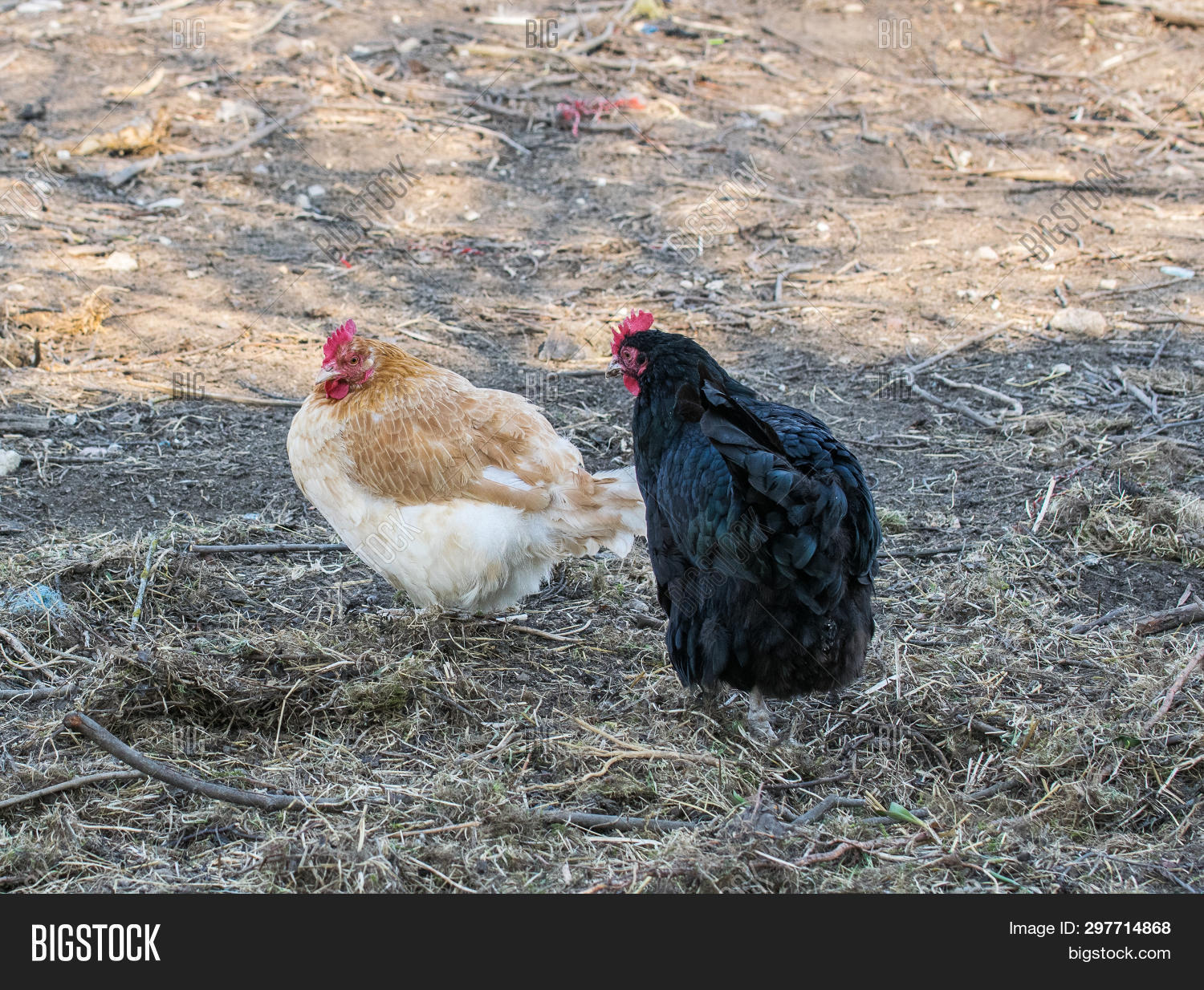 Chickens Barnyard. Image & Photo (Free Trial) | Bigstock