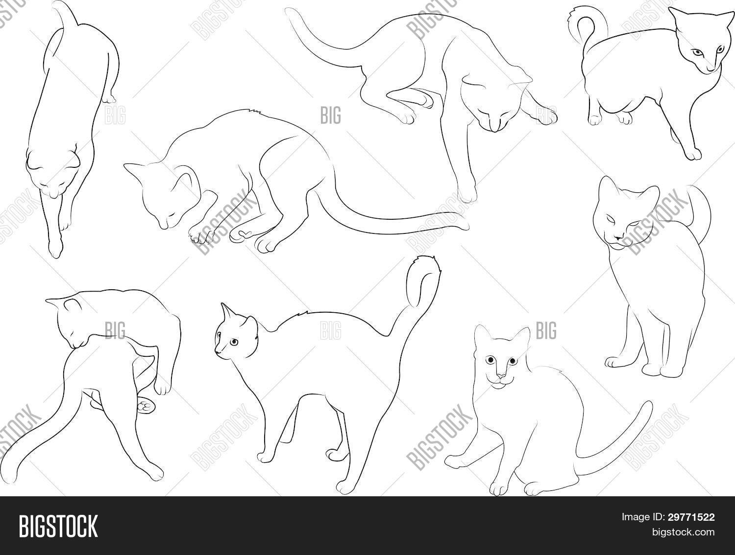 Cats Kittens Outline Vector & Photo (Free Trial) | Bigstock