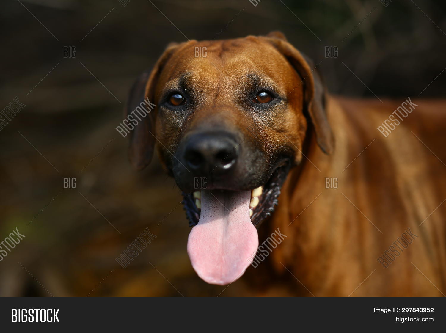 Front View Rhodesian Image & Photo (Free Trial) | Bigstock