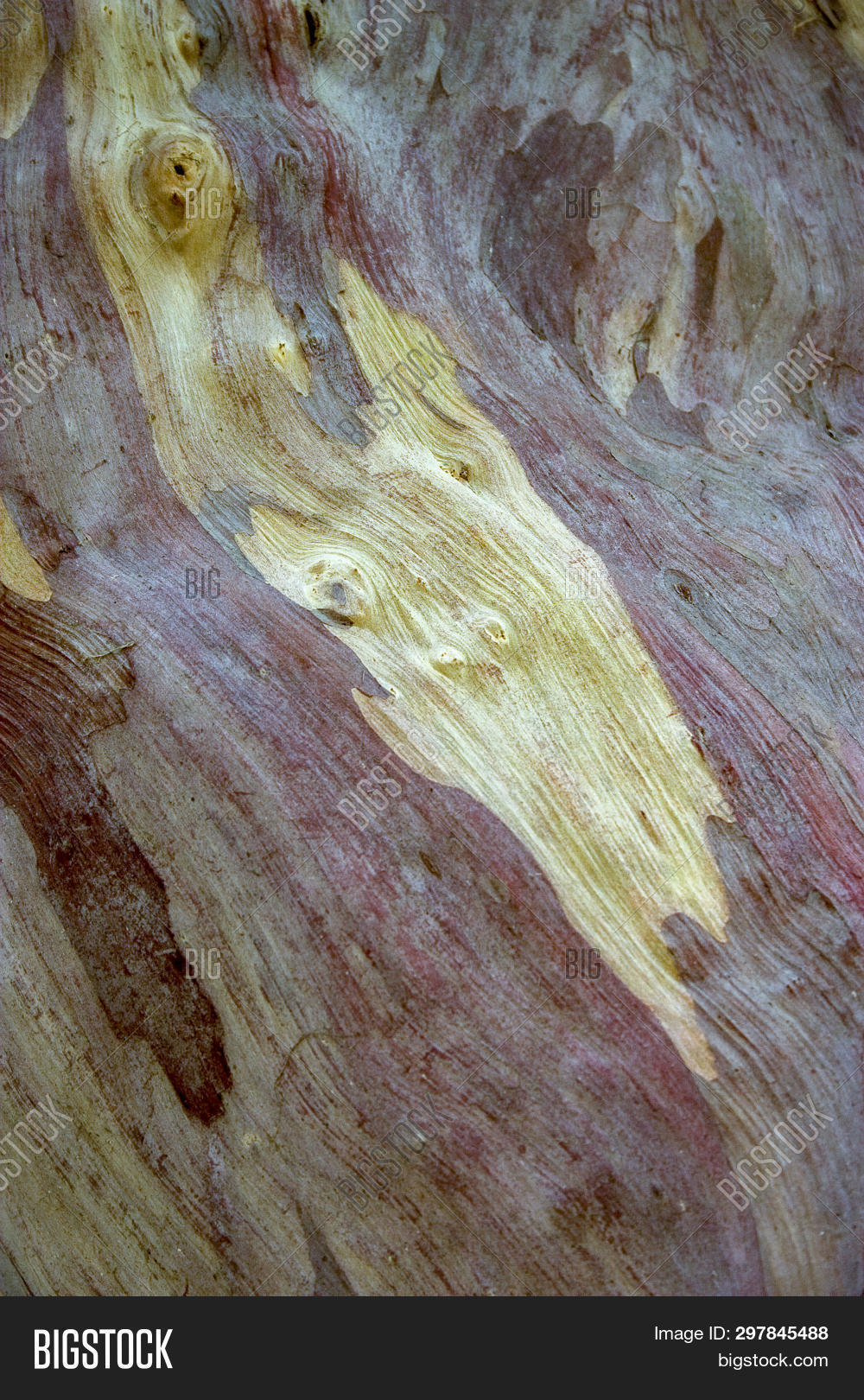 Close- Photography Image & Photo (Free Trial) | Bigstock