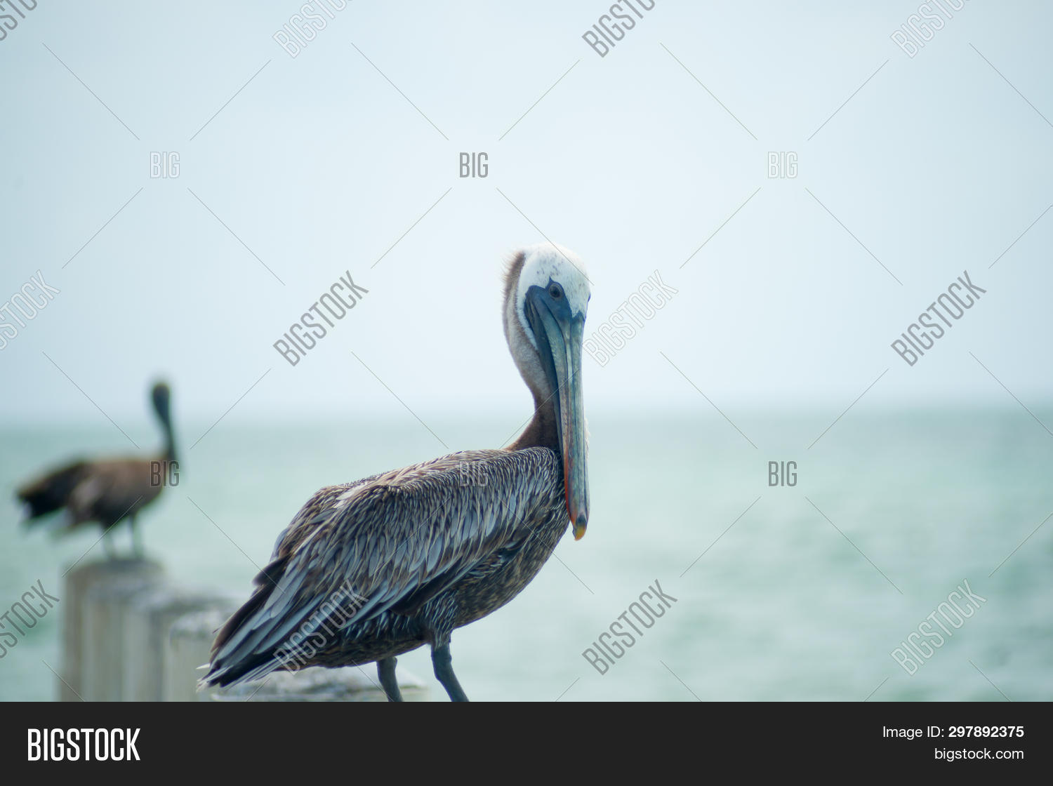 Pelican On Pier Post Image & Photo (Free Trial) | Bigstock