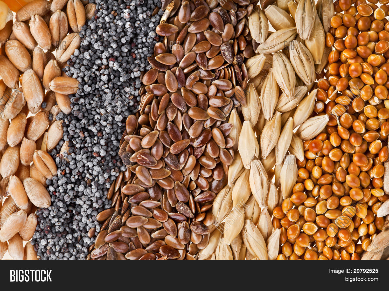 Cereal Grains Seeds : Image & Photo (Free Trial) | Bigstock