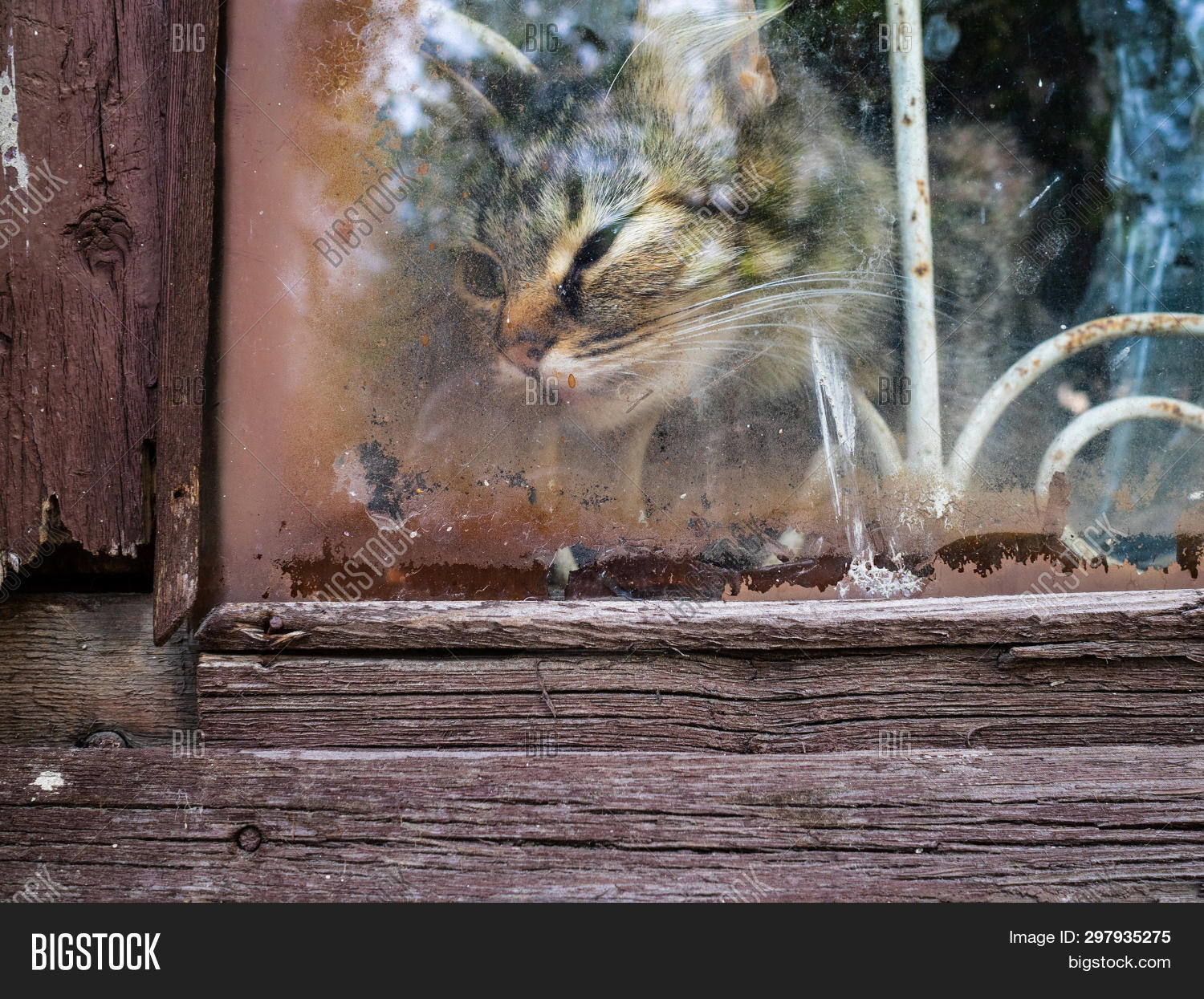 Sad Cat Outside Dirty Image & Photo (Free Trial) | Bigstock