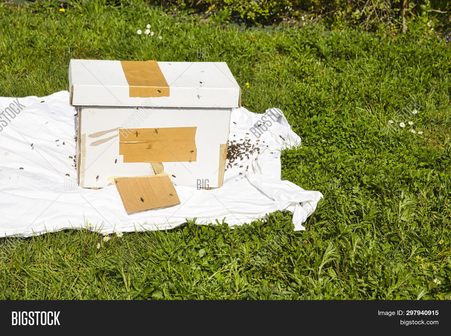 White Catch Hive On Image & Photo (Free Trial) | Bigstock