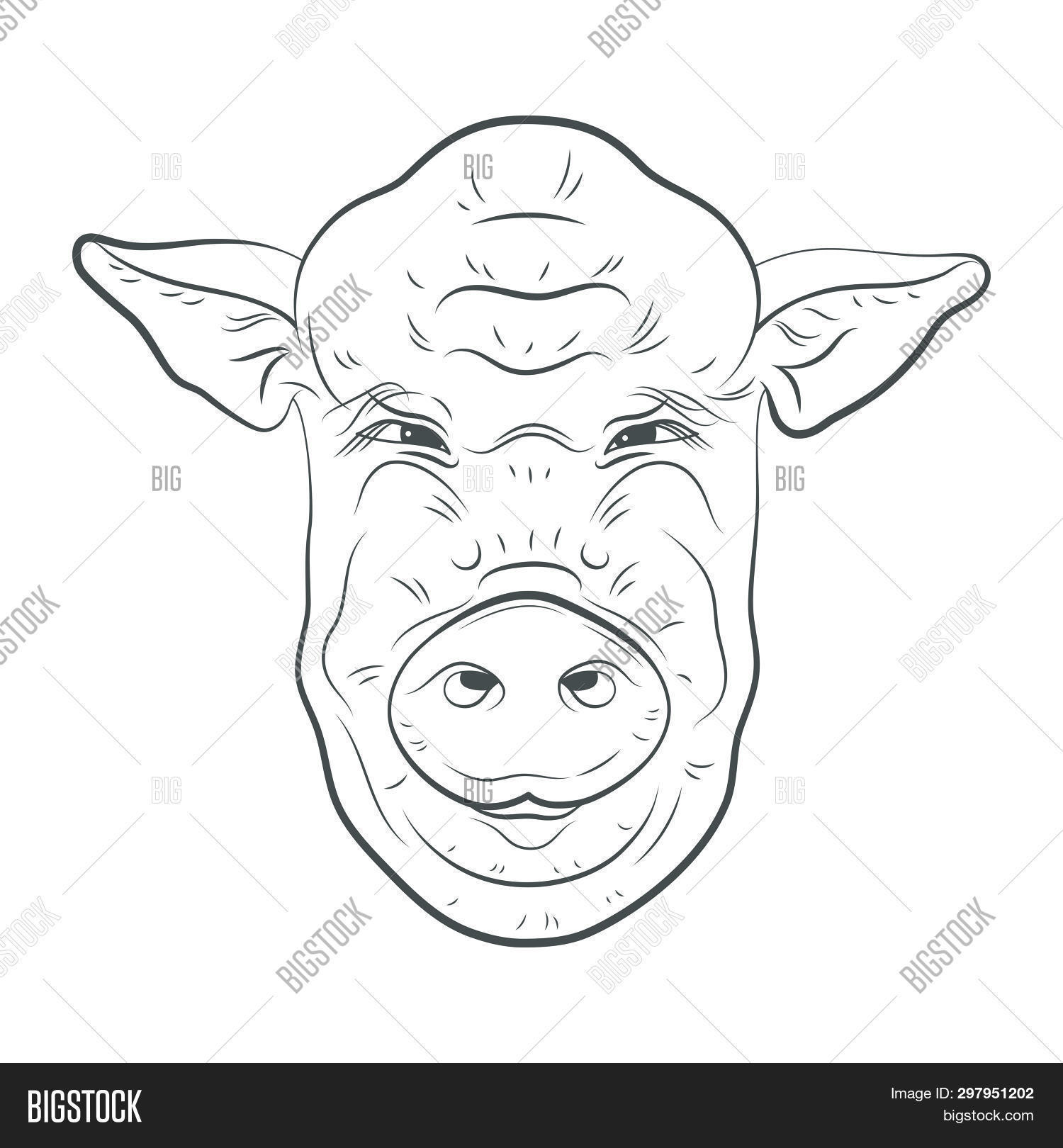 Pig Head Isolated On Image & Photo (Free Trial) | Bigstock