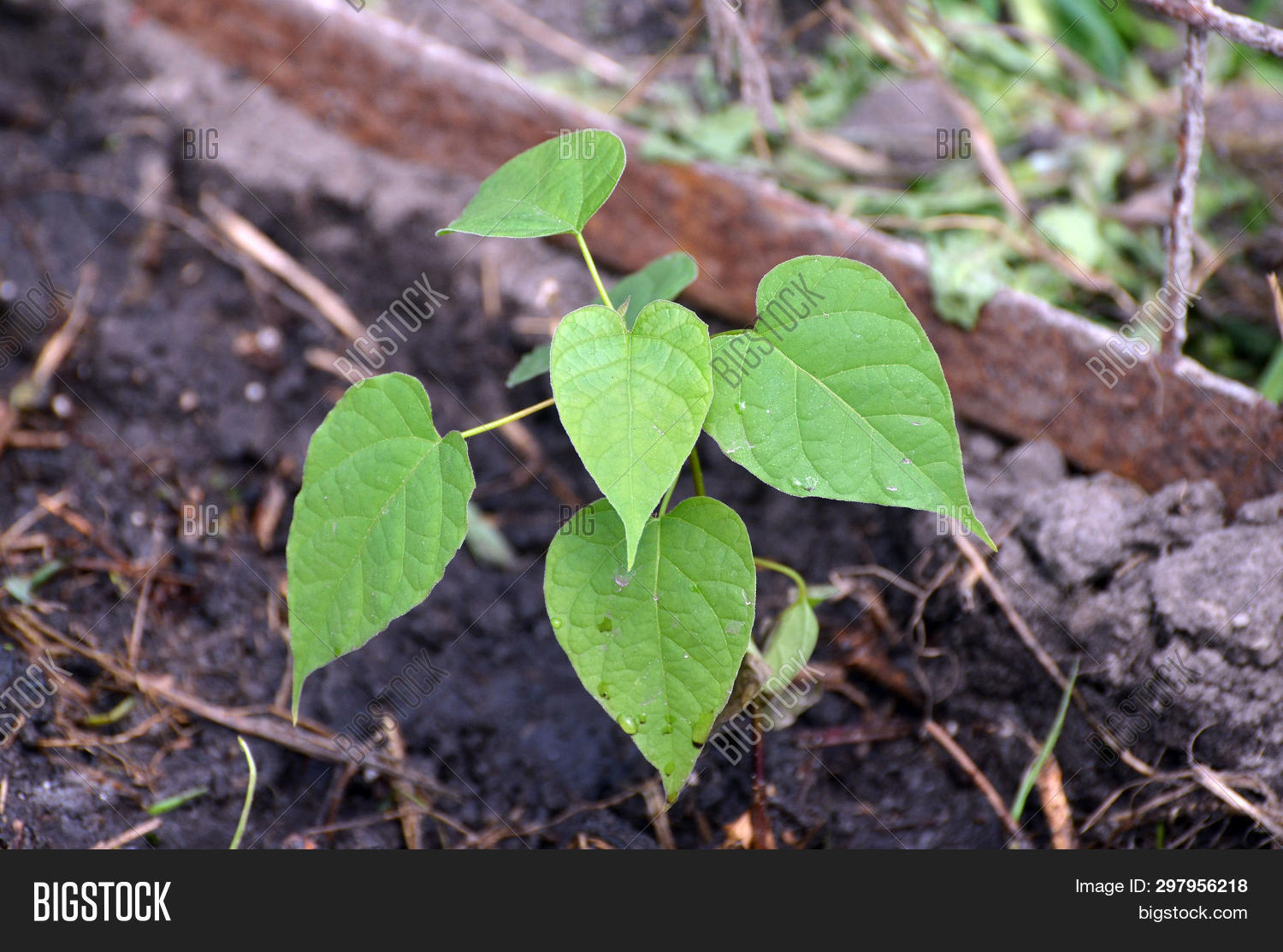 Seedling Catalpa Image & Photo (Free Trial) | Bigstock