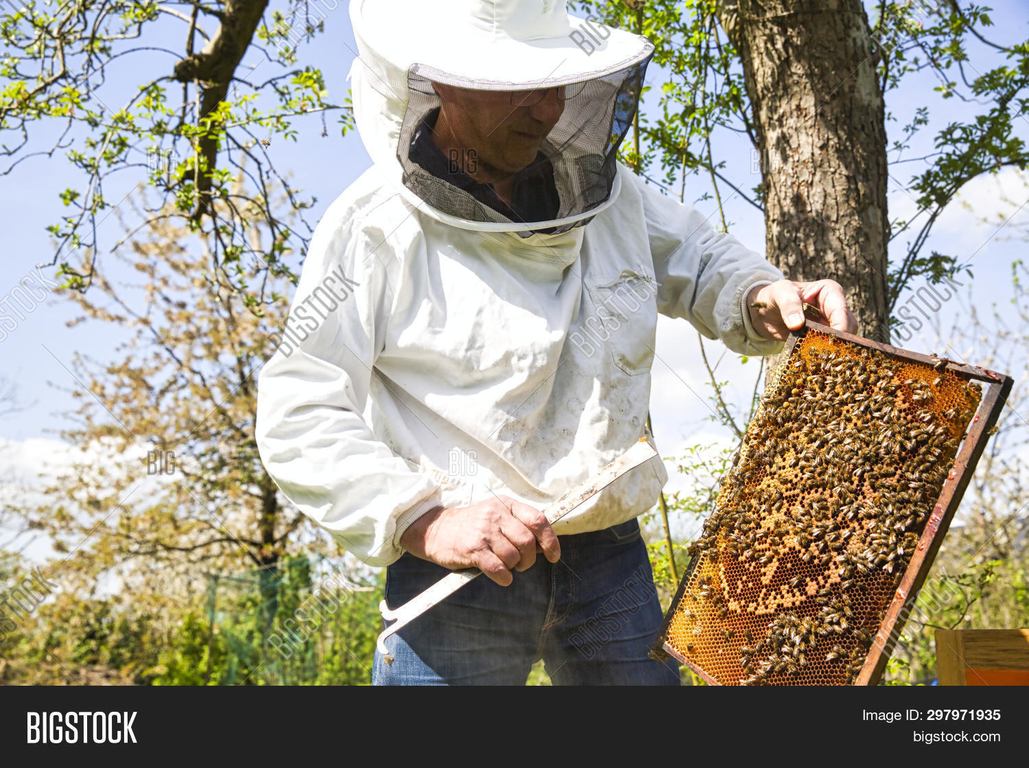 Beekeeper Looking Image & Photo (Free Trial) | Bigstock