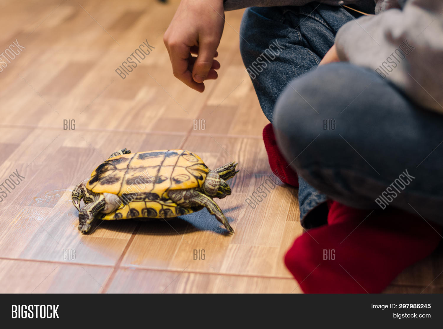 Turtle Lying Upside Image & Photo (Free Trial) | Bigstock