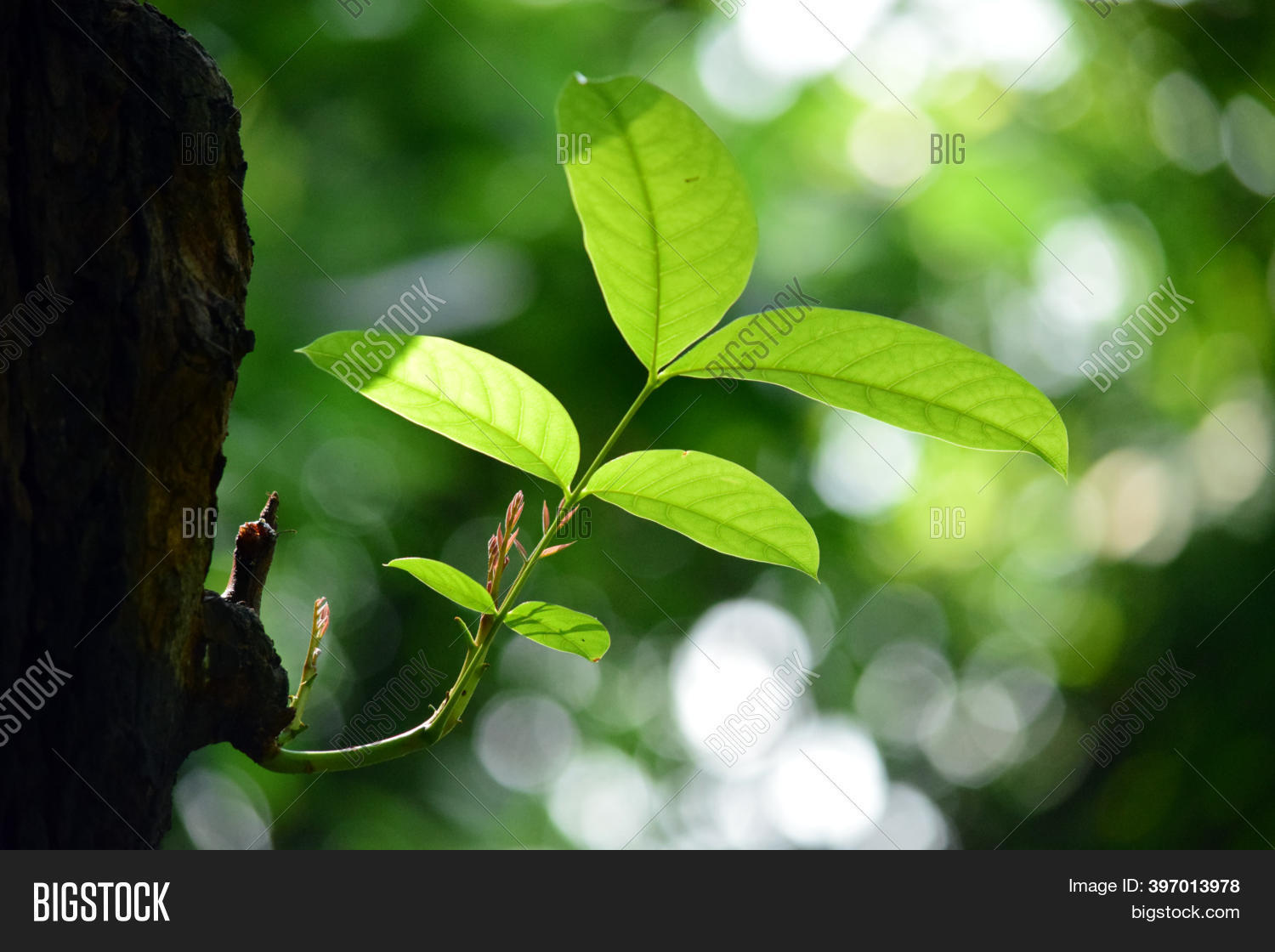 New Shoots On Tree Image & Photo (Free Trial) | Bigstock