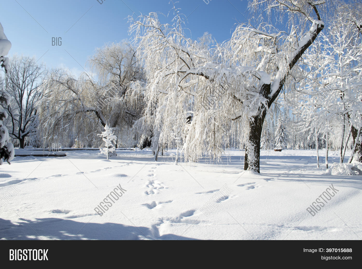 Snow-covered Willow Image & Photo (Free Trial) | Bigstock