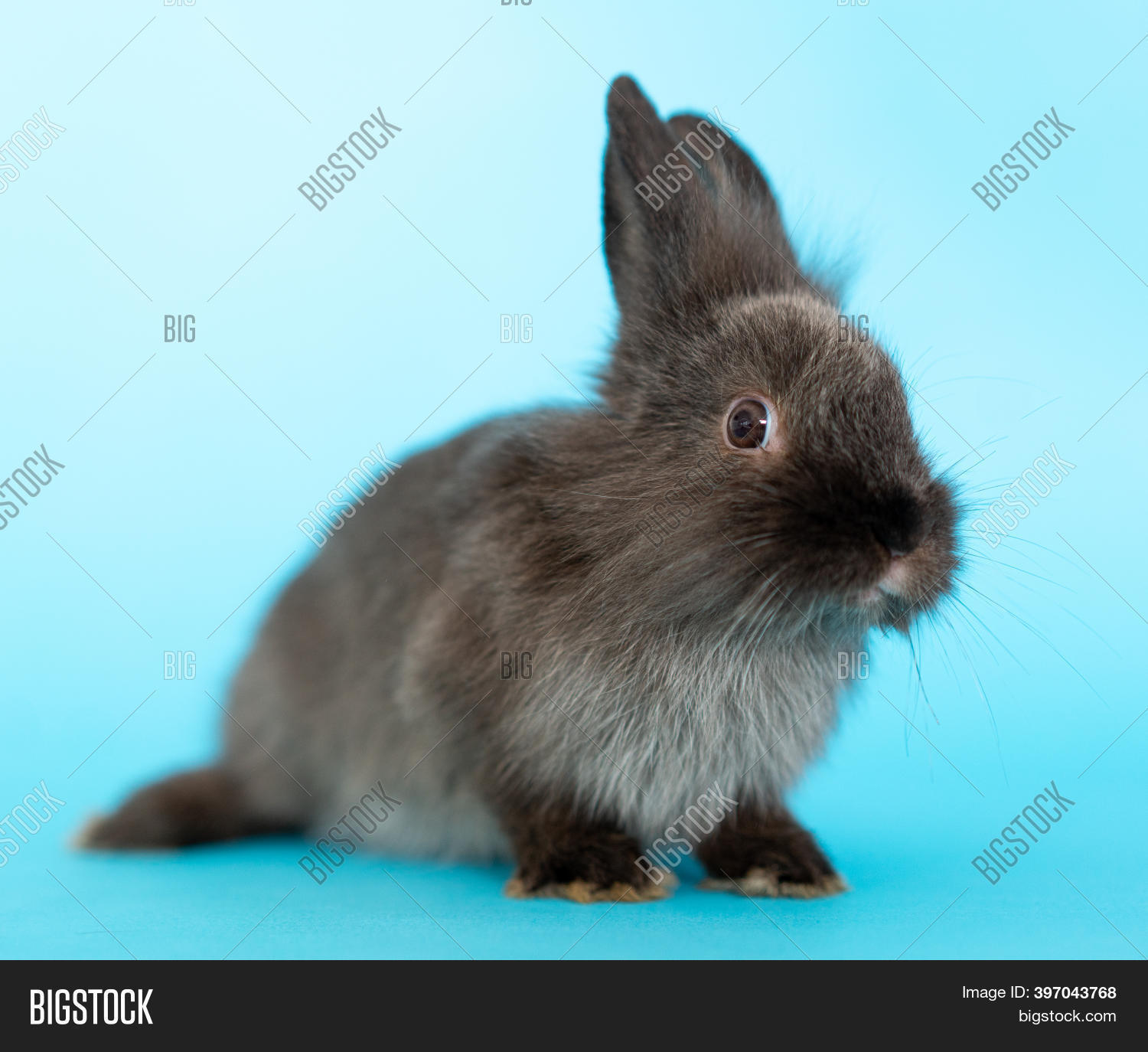 Furry Rabbit Cute On Image & Photo (Free Trial) | Bigstock