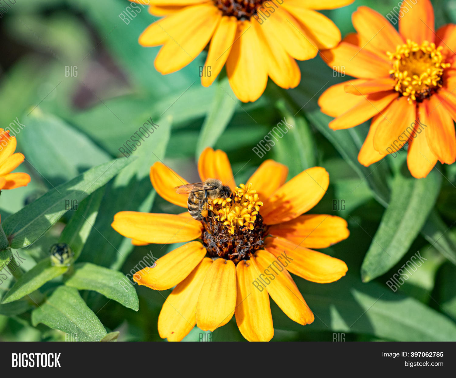 Japanese Honey Bee, Image & Photo (Free Trial) | Bigstock