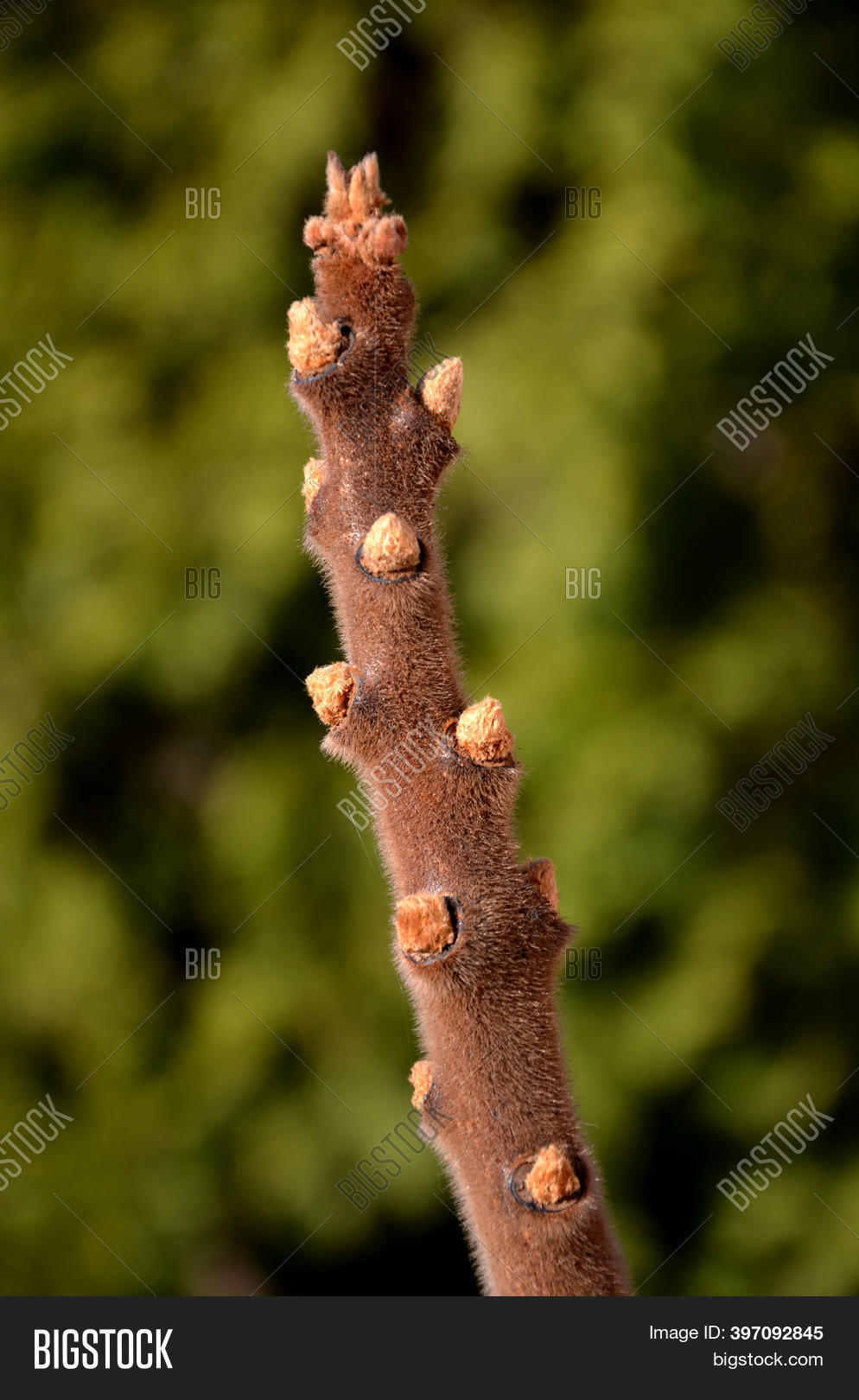 Rhus Typhina Twig Buds Image & Photo (Free Trial) | Bigstock