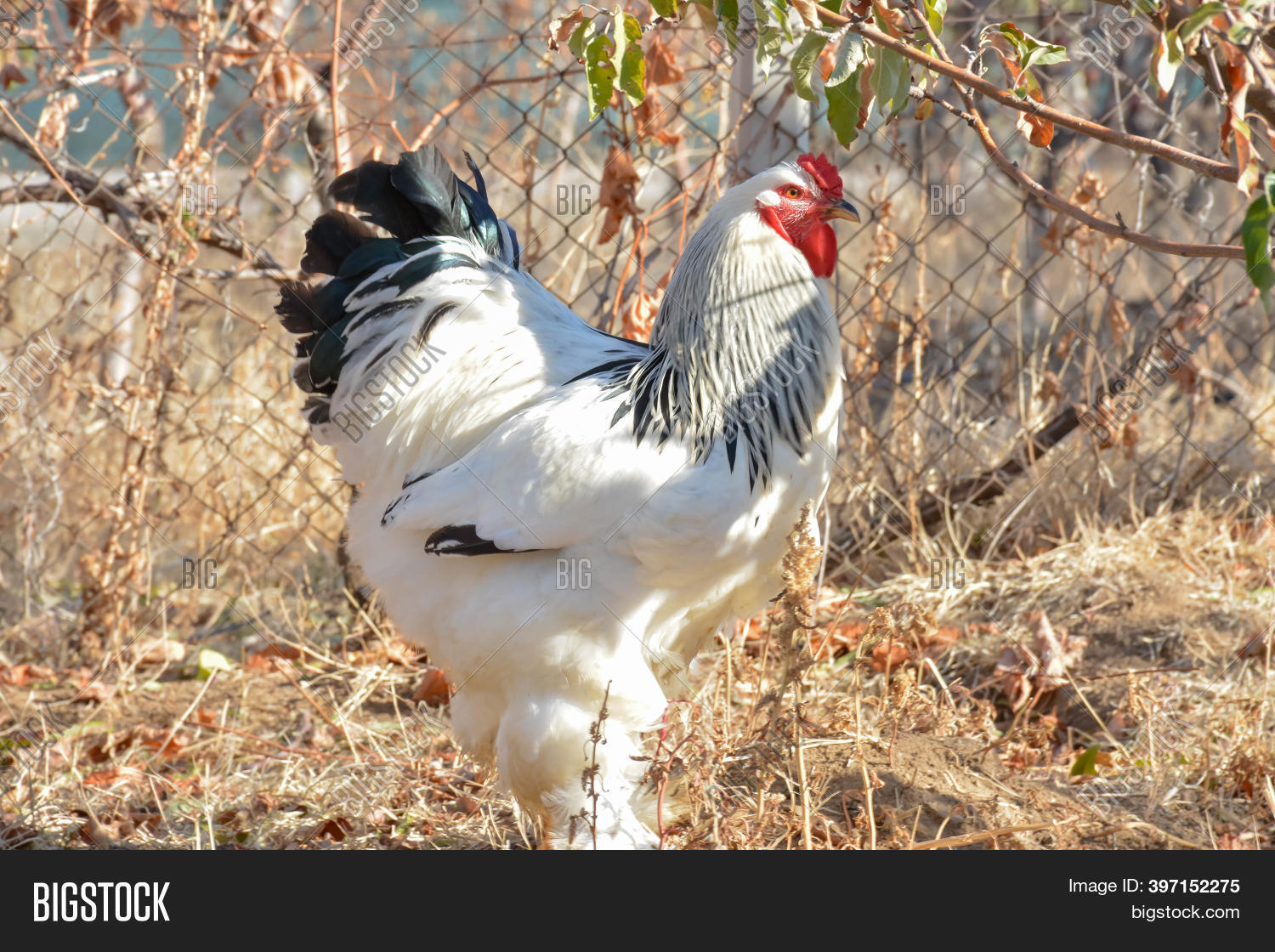 Brahma Roosters Image & Photo (Free Trial) | Bigstock