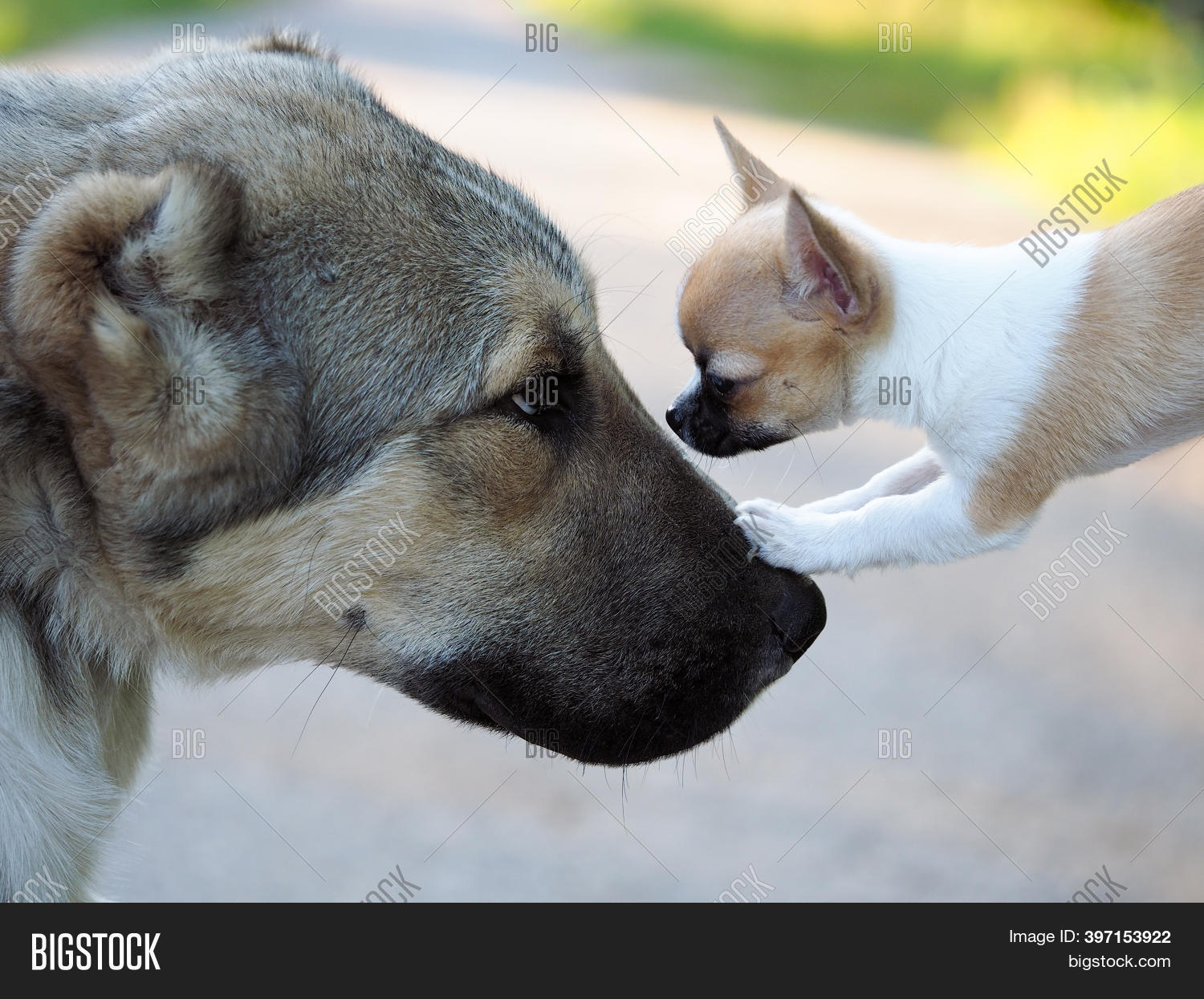 Big Small Dog. Image & Photo (Free Trial) | Bigstock