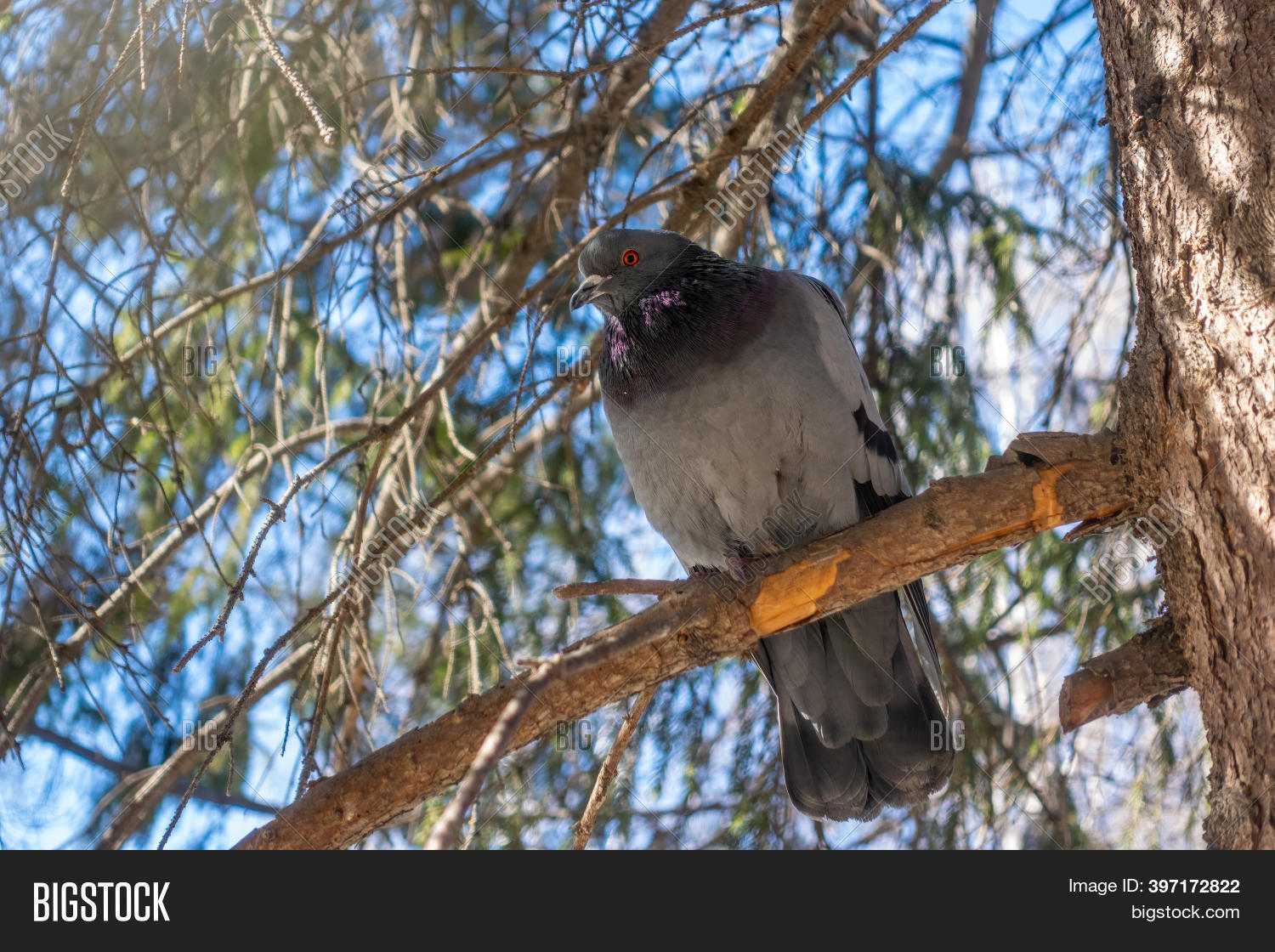 Fat Pigeon Sitting On Image & Photo (Free Trial) | Bigstock