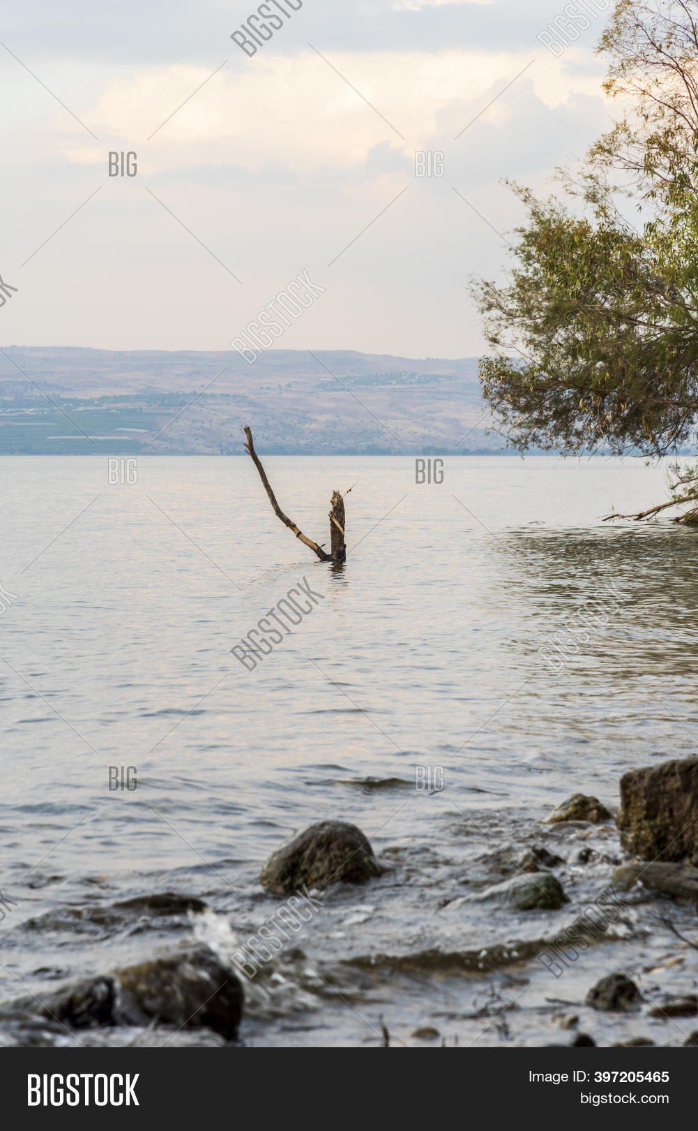 Trees Tree Trunks Sunk Image & Photo (Free Trial) | Bigstock