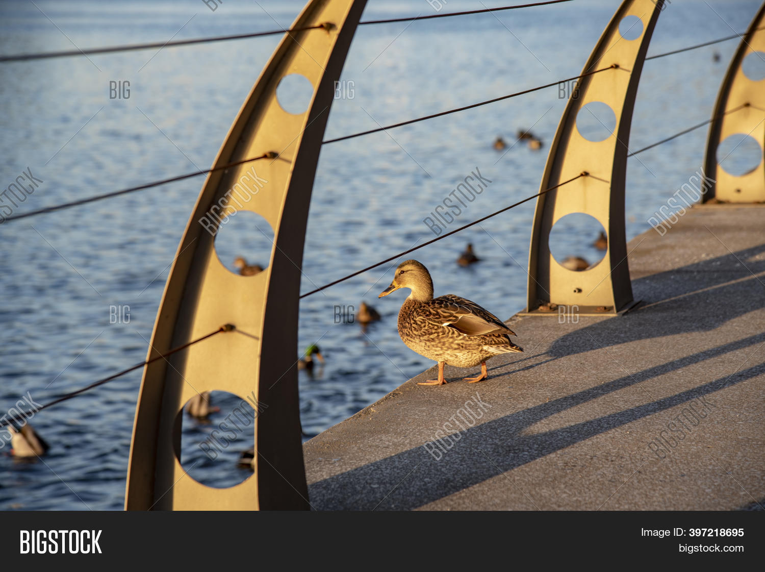Ducks Walk Along River Image & Photo (Free Trial) | Bigstock