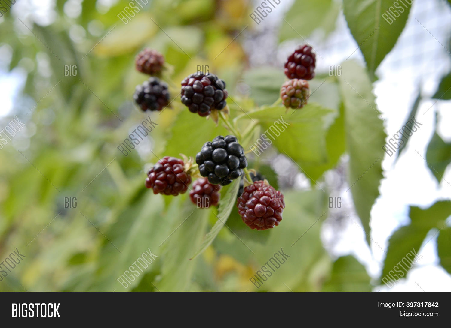 Photography Whole Ripe Image & Photo (Free Trial) | Bigstock