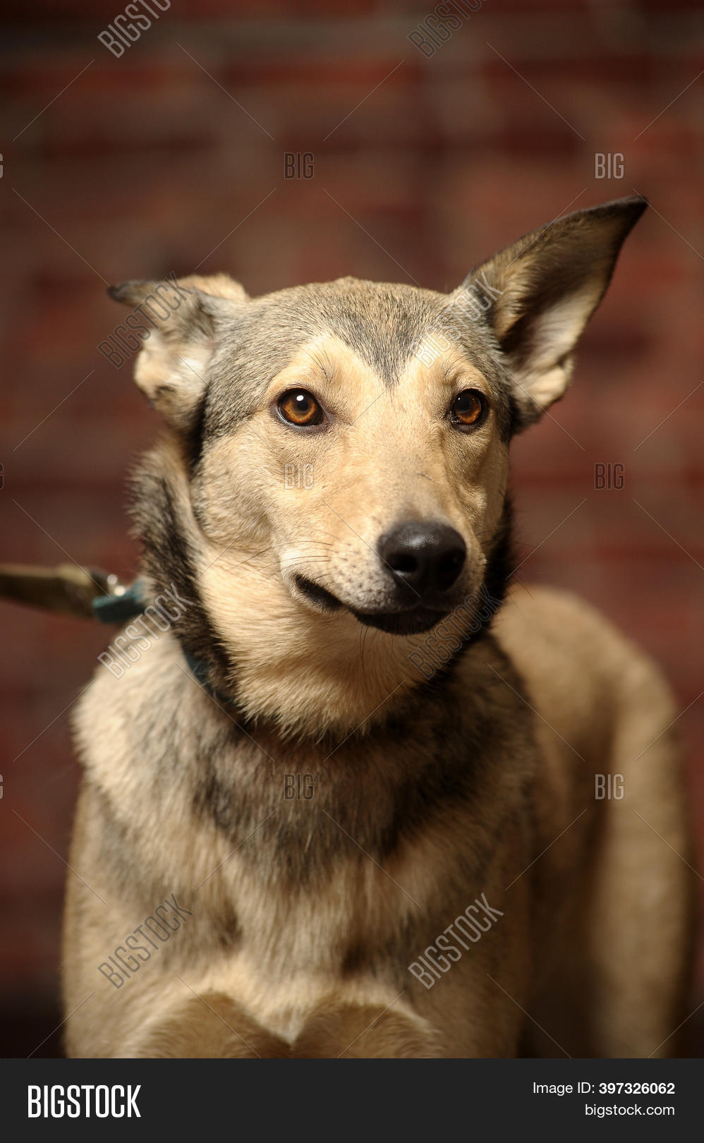 Crossbreed Husky Image & Photo (Free Trial) | Bigstock