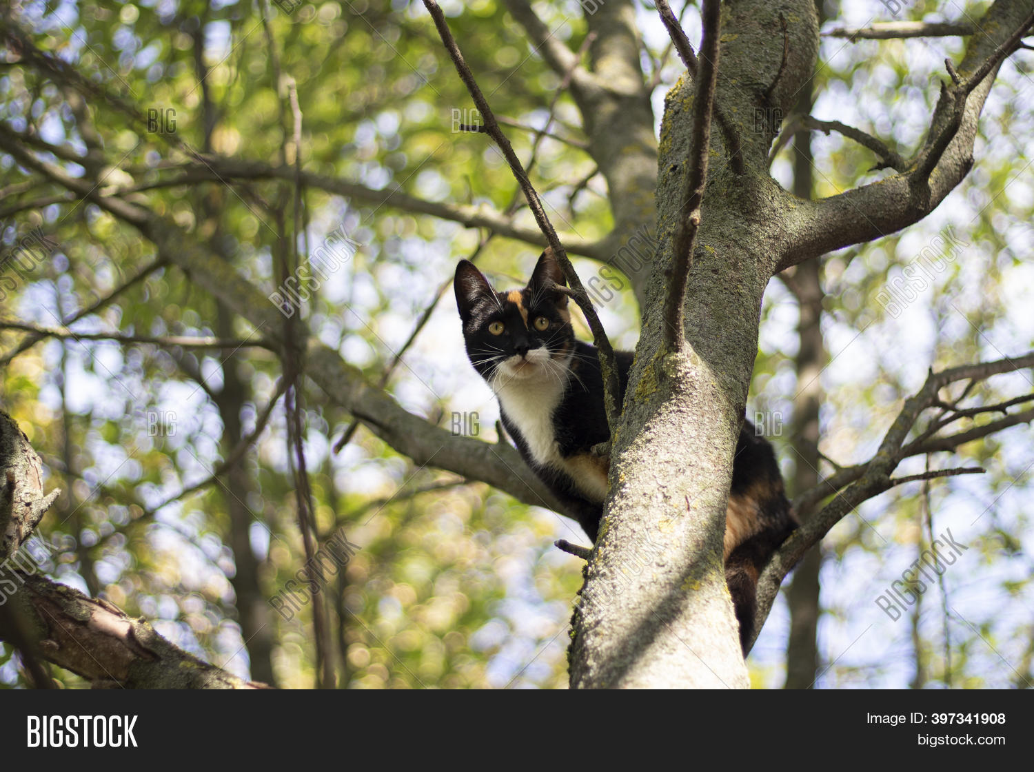 Cat Climbed Tree. Cat Image & Photo (Free Trial) | Bigstock
