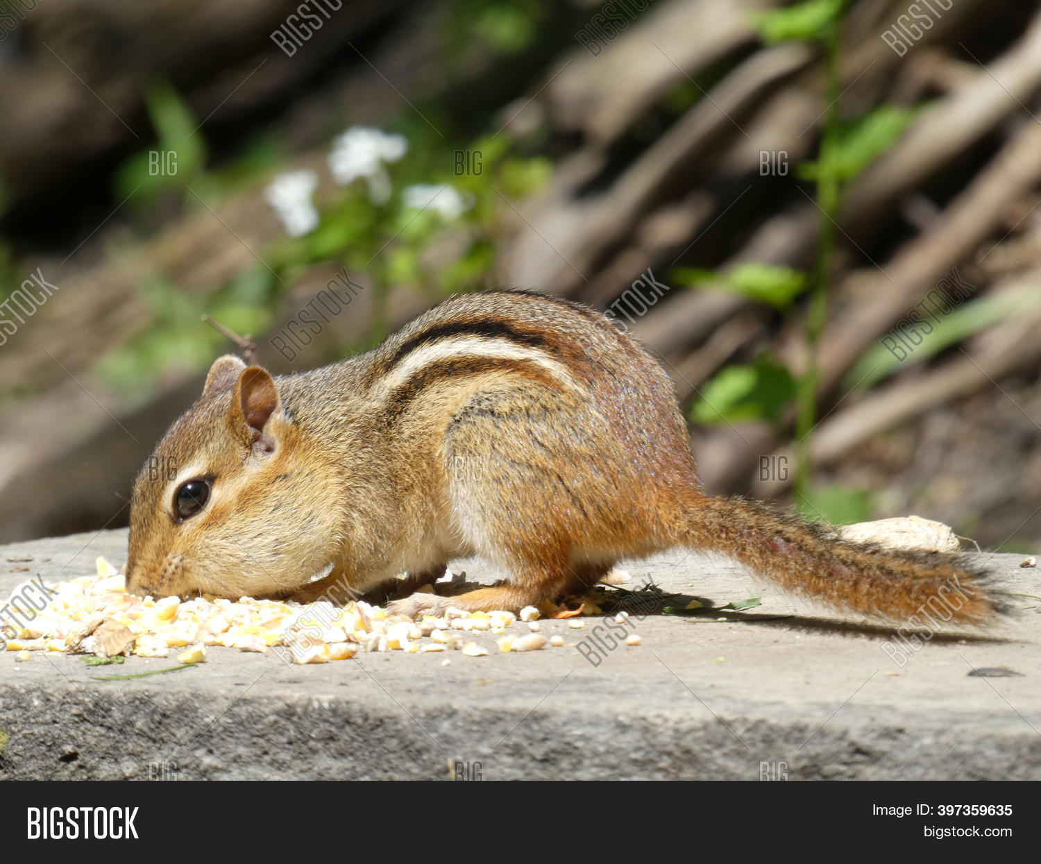Chipmunk Sitting On Image & Photo (Free Trial) | Bigstock