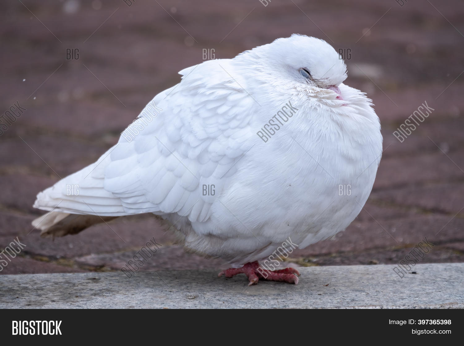 Beautiful White Pigeon Image & Photo (Free Trial) | Bigstock