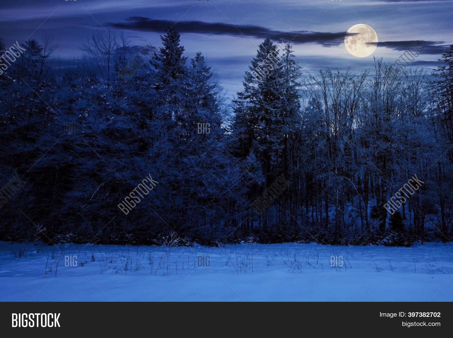 Forest On Misty Night Image & Photo (Free Trial) | Bigstock
