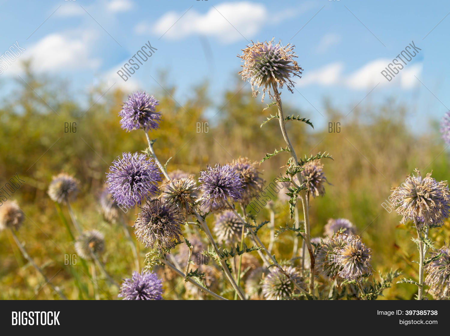 Dry Vegetation Hot Image & Photo (Free Trial) | Bigstock