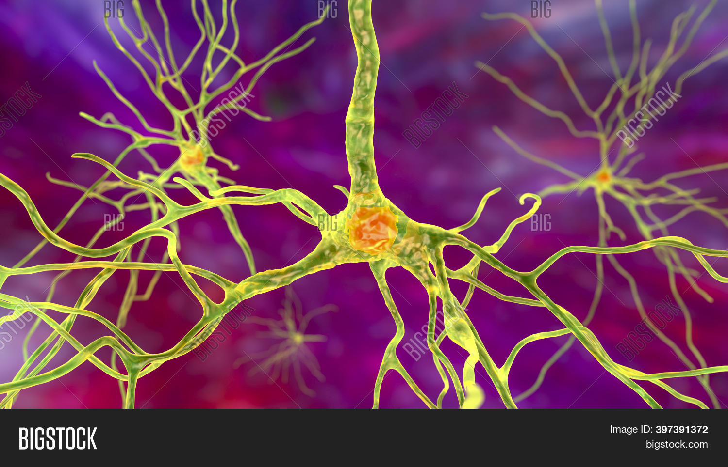 Neurons, 3d Image & Photo (Free Trial) | Bigstock