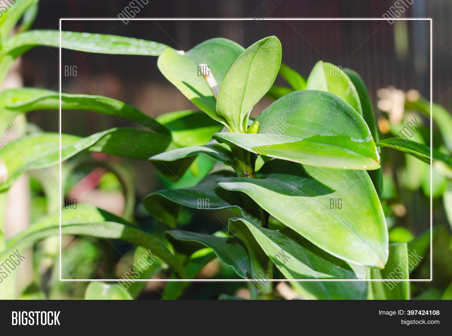 Picture Orchid Genus Image & Photo (Free Trial) | Bigstock
