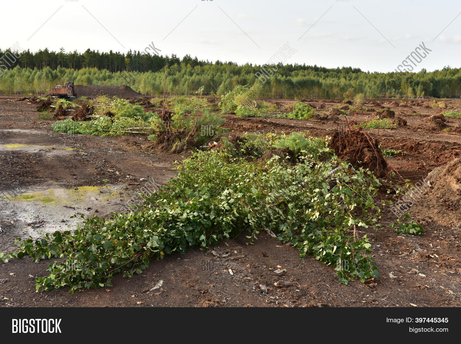 Destruction Trees On Image & Photo (Free Trial) | Bigstock